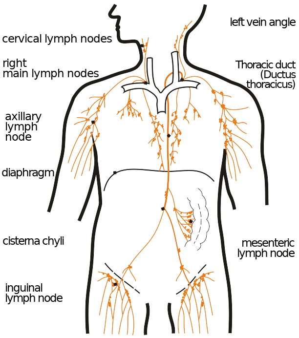 Lymph Nodes, what it is all about - GHK Academy
